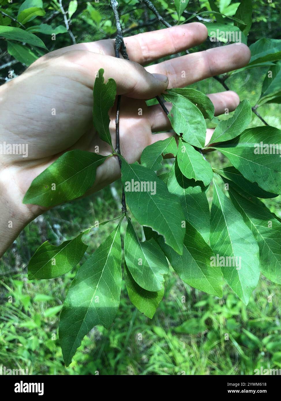 Buckthorn Bully (Sideroxylon lycioides Stock Photo - Alamy