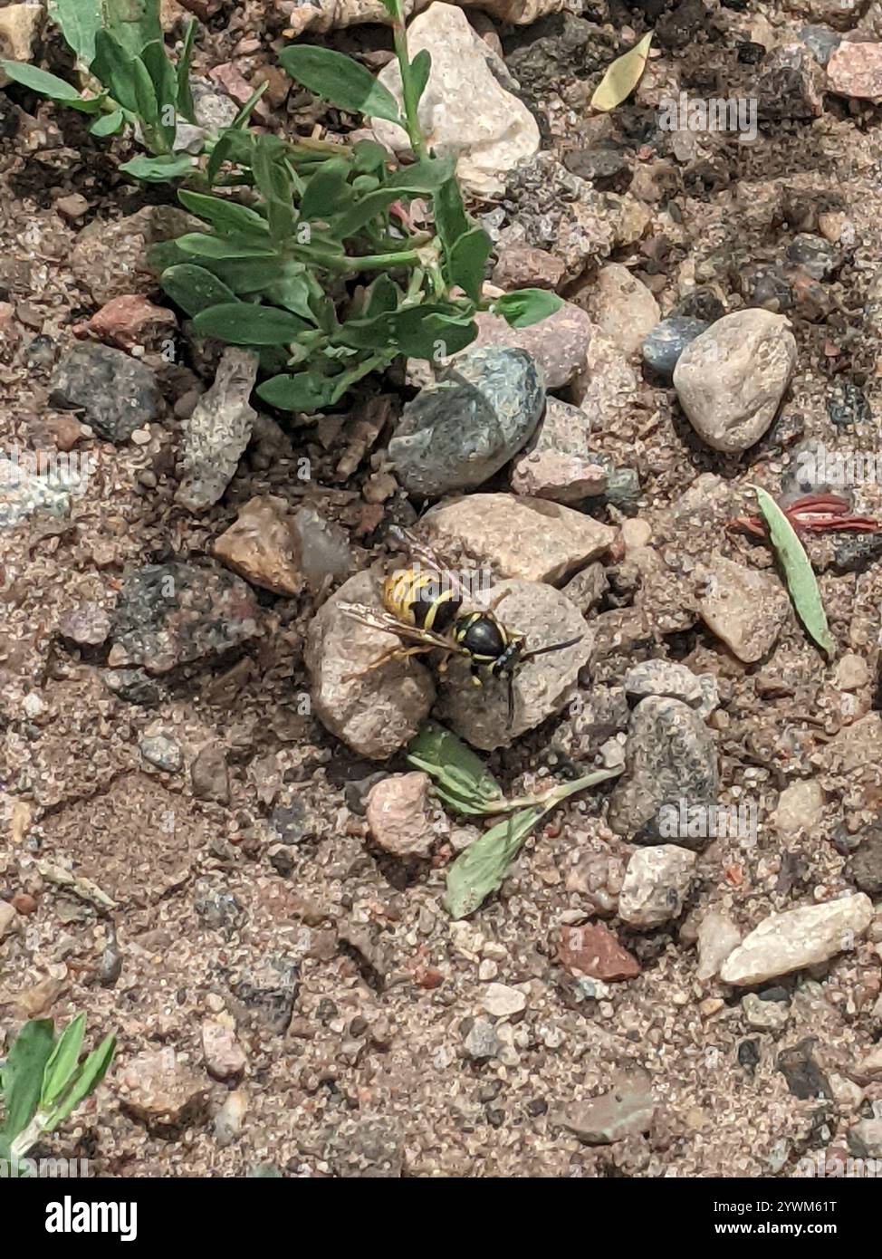 Alaska Yellowjacket (Vespula alascensis Stock Photo - Alamy