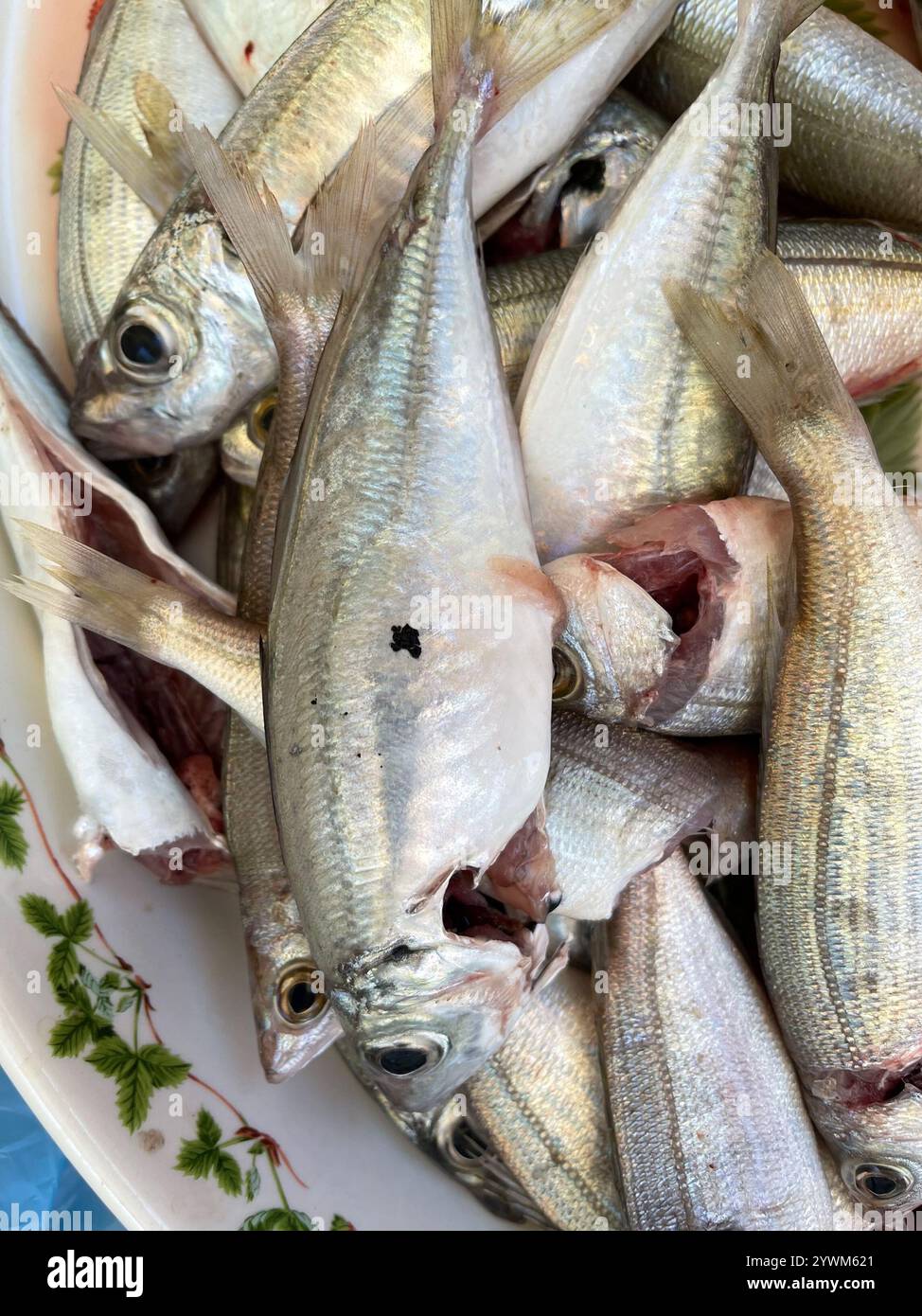 Ray-finned Fishes (Actinopterygii Stock Photo - Alamy