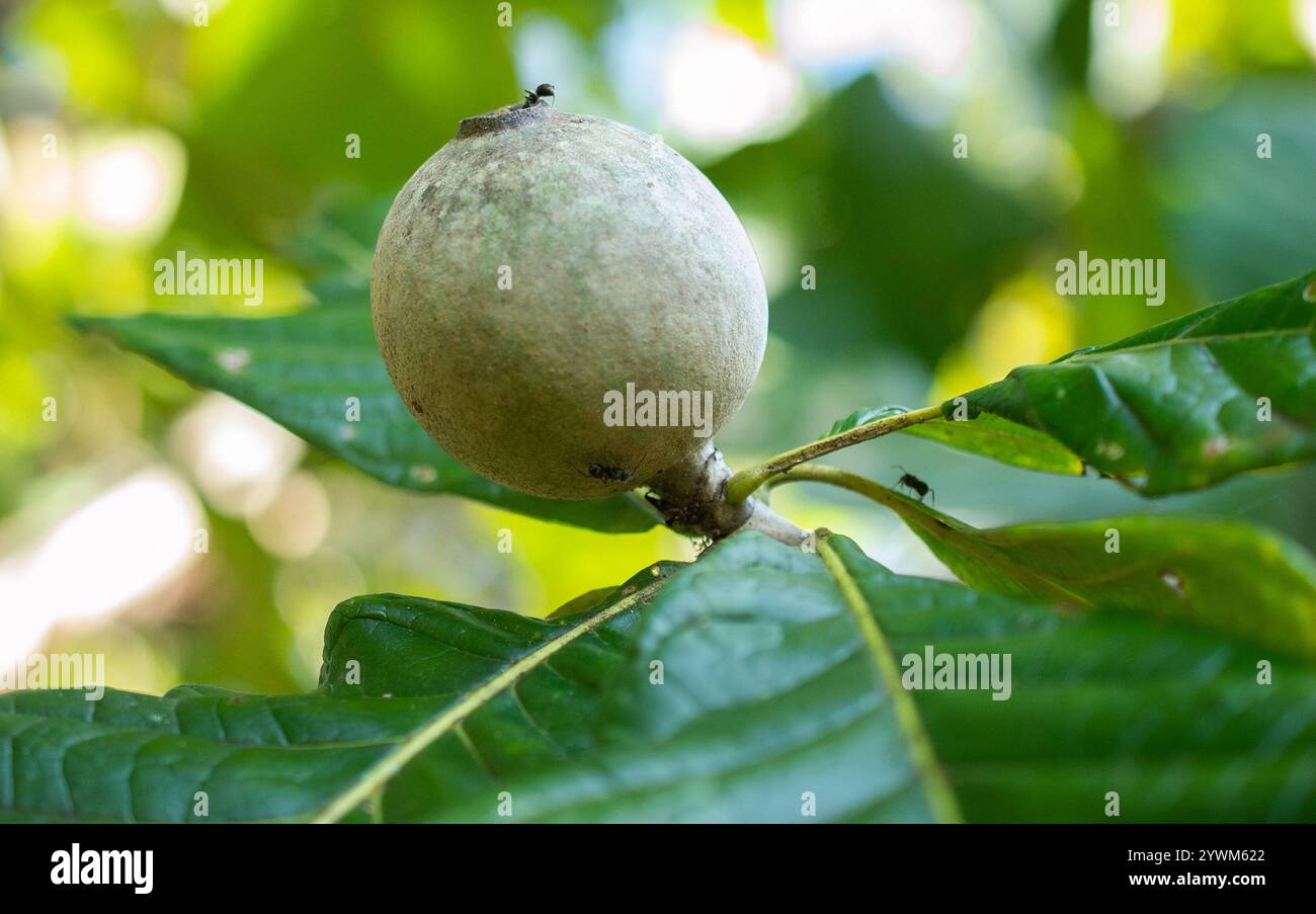Genipap Tree (Genipa americana Stock Photo - Alamy