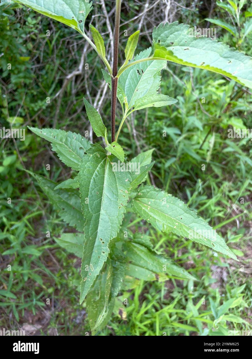 late boneset (Eupatorium serotinum Stock Photo - Alamy