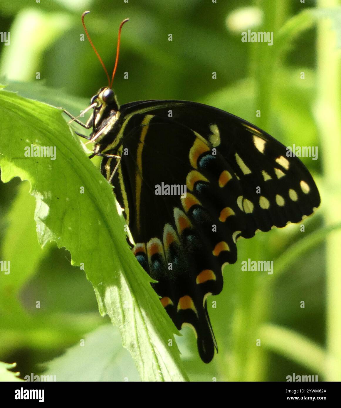 Palamedes Swallowtail (Papilio palamedes Stock Photo - Alamy