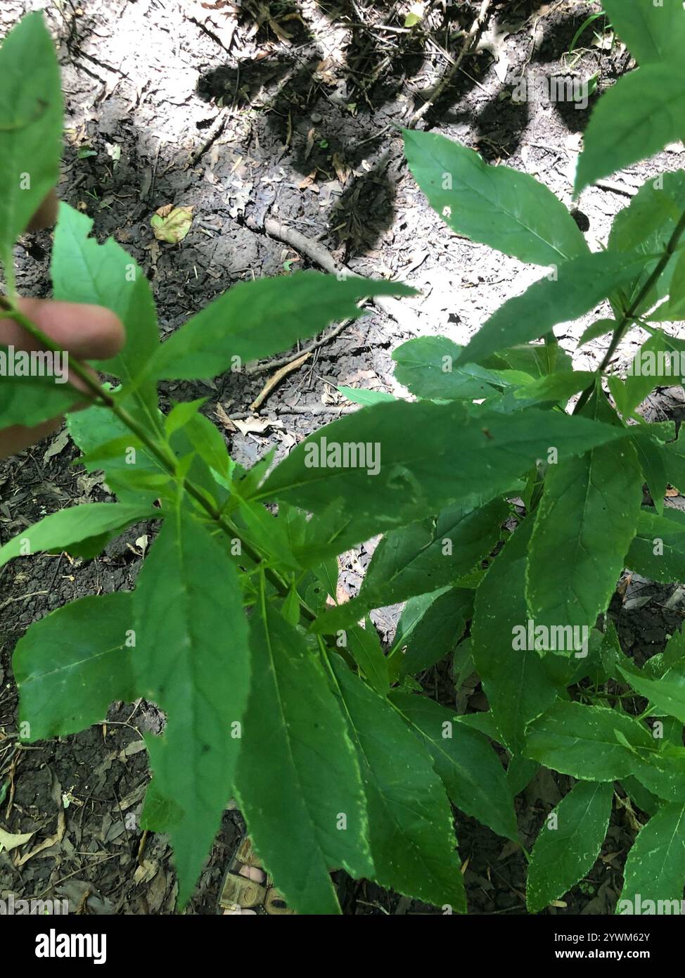 sharpwing monkeyflower (Mimulus alatus Stock Photo - Alamy