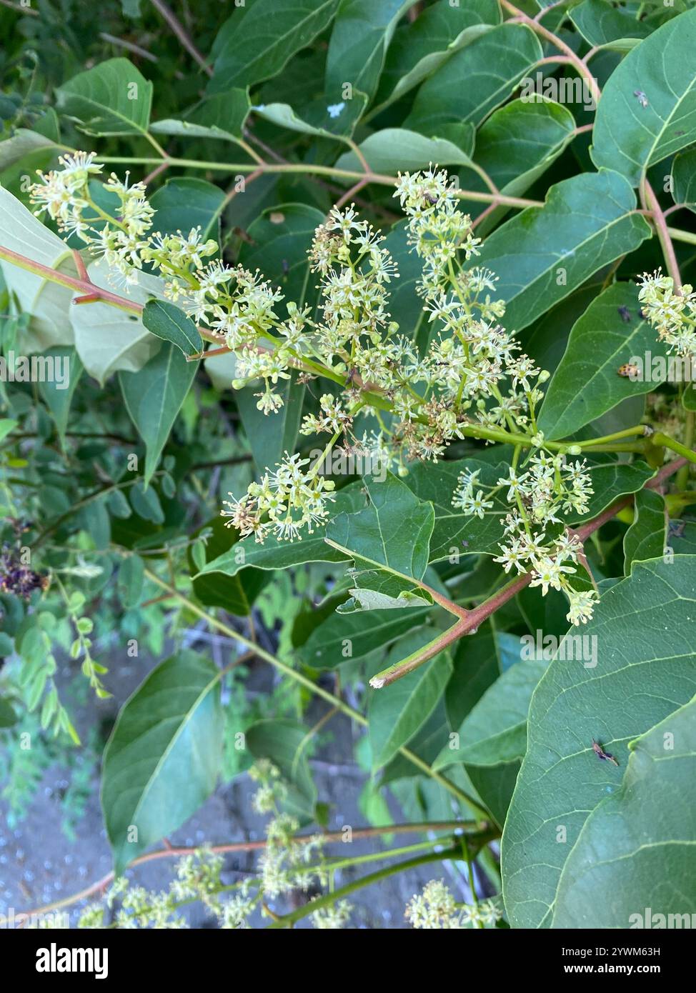 tree-of-heaven (Ailanthus altissima Stock Photo - Alamy