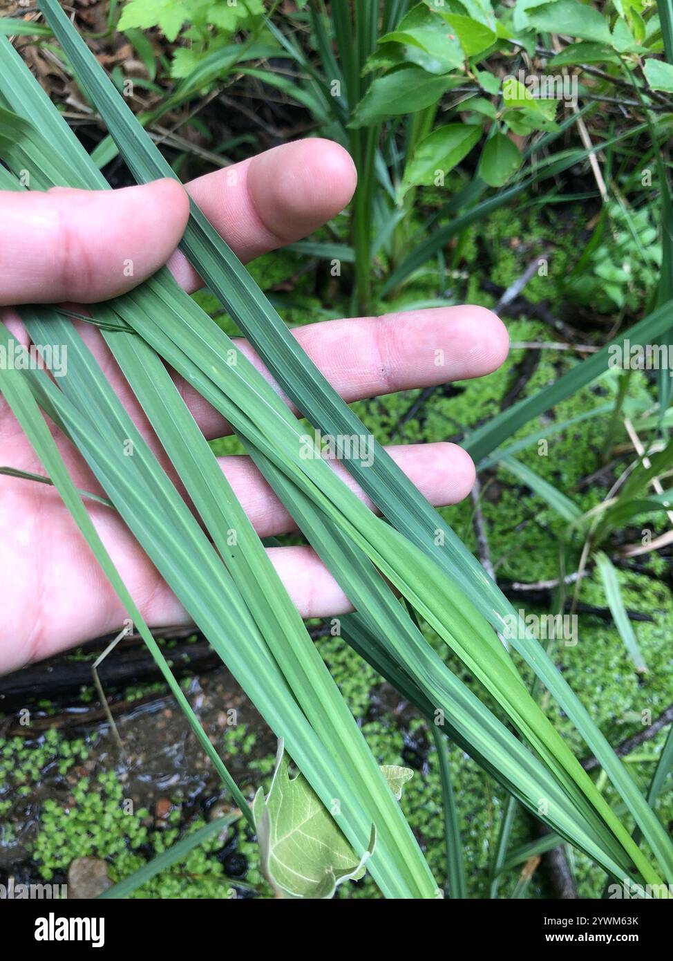 water sedge (Carex aquatilis Stock Photo - Alamy