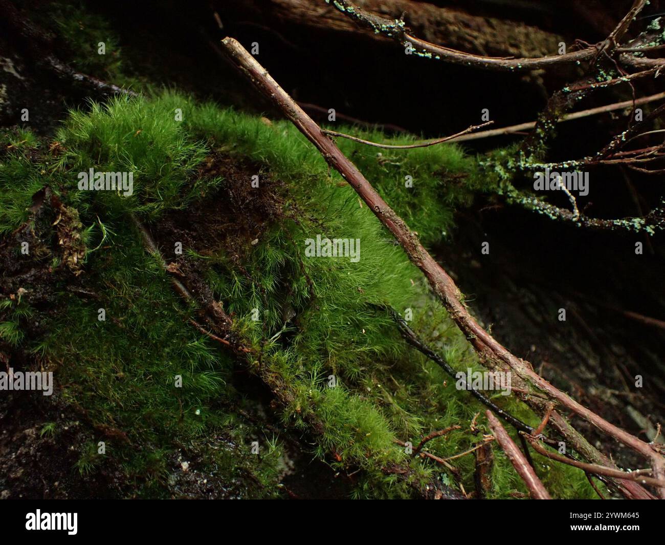 Silky Forklet-moss (Dicranella heteromalla Stock Photo - Alamy