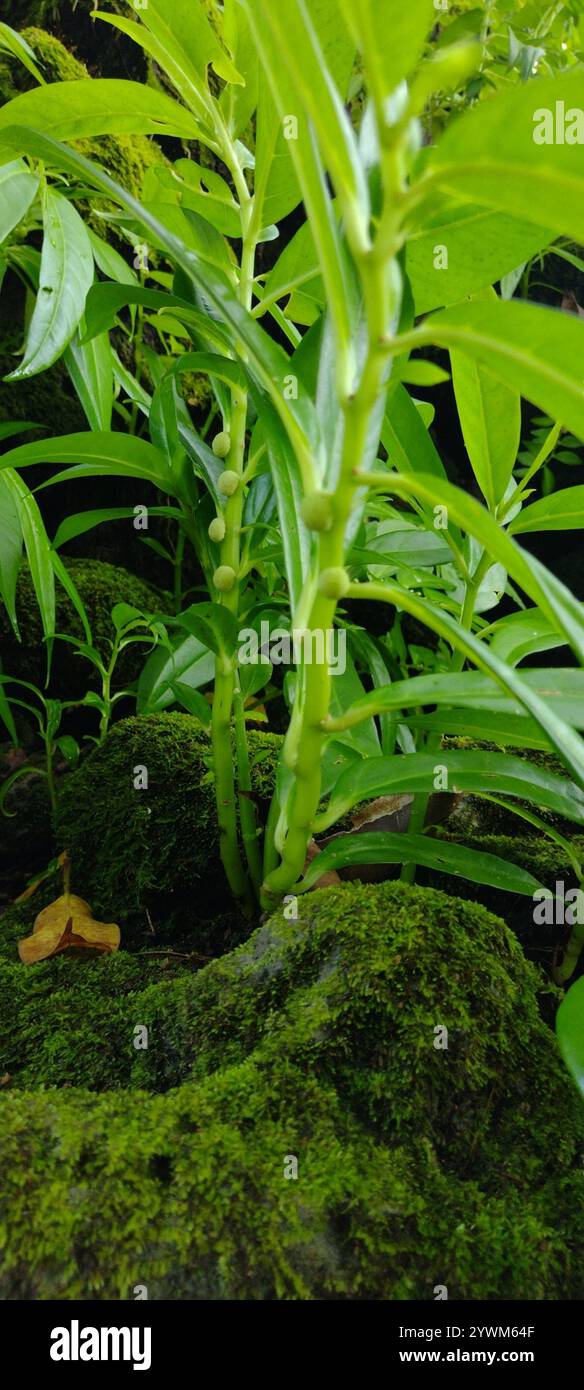 nettle family (Urticaceae Stock Photo - Alamy