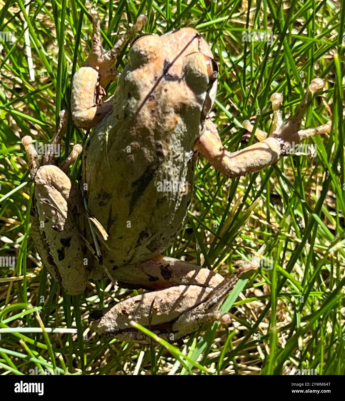 Pacific chorus frog (Pseudacris regilla Stock Photo - Alamy