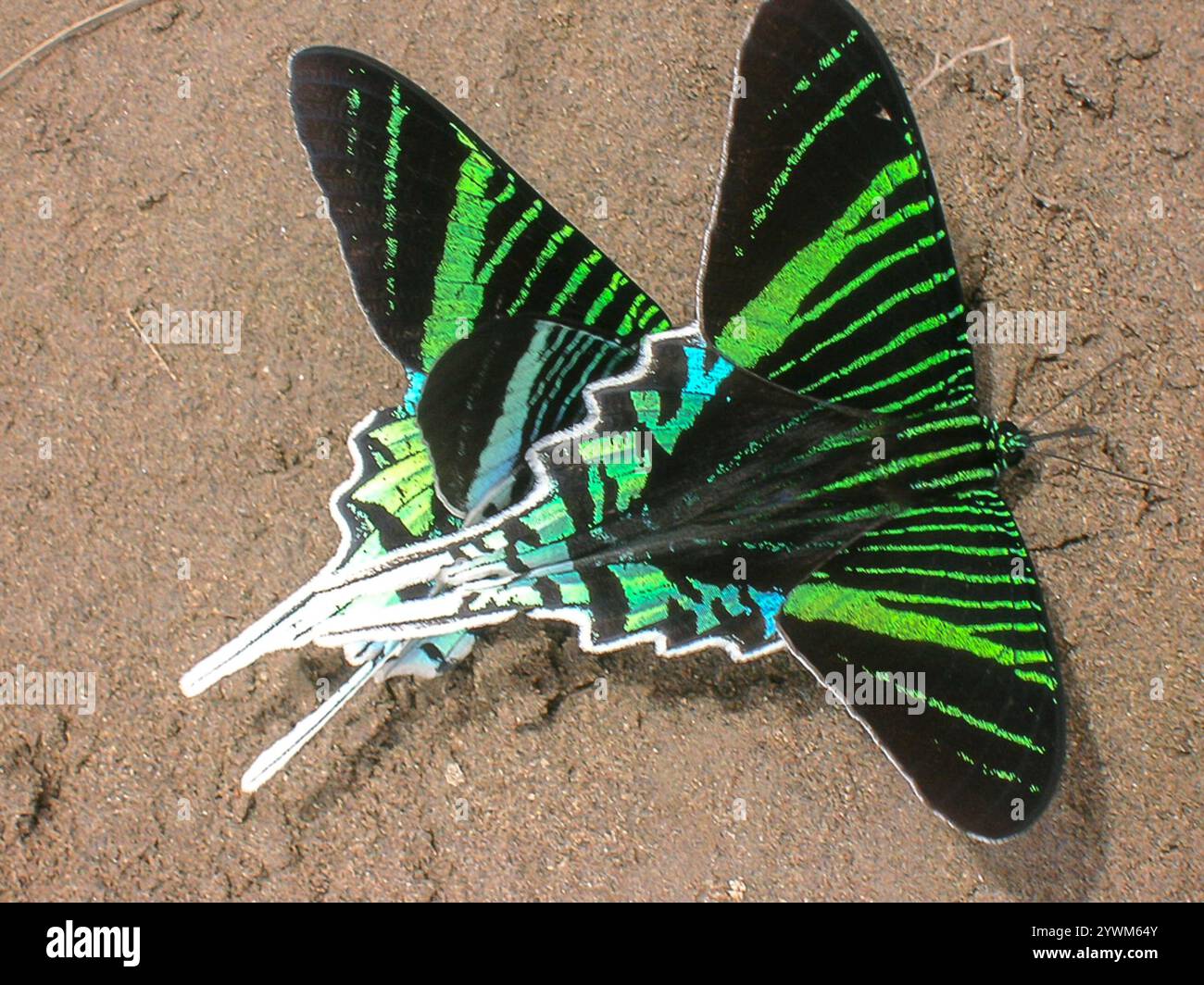 Urania urania leilus hi-res stock photography and images - Alamy