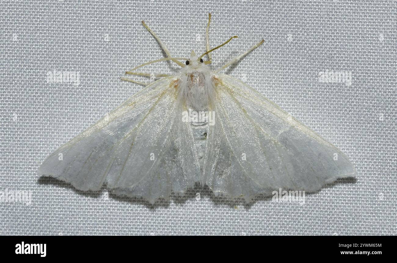 Ennomos subsignaria hi-res stock photography and images - Alamy
