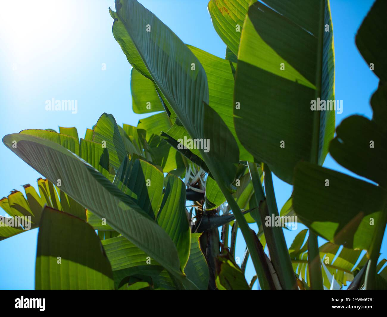 Discover the stunning Strelitzia Nicolai, the wild banana leaves, with ...