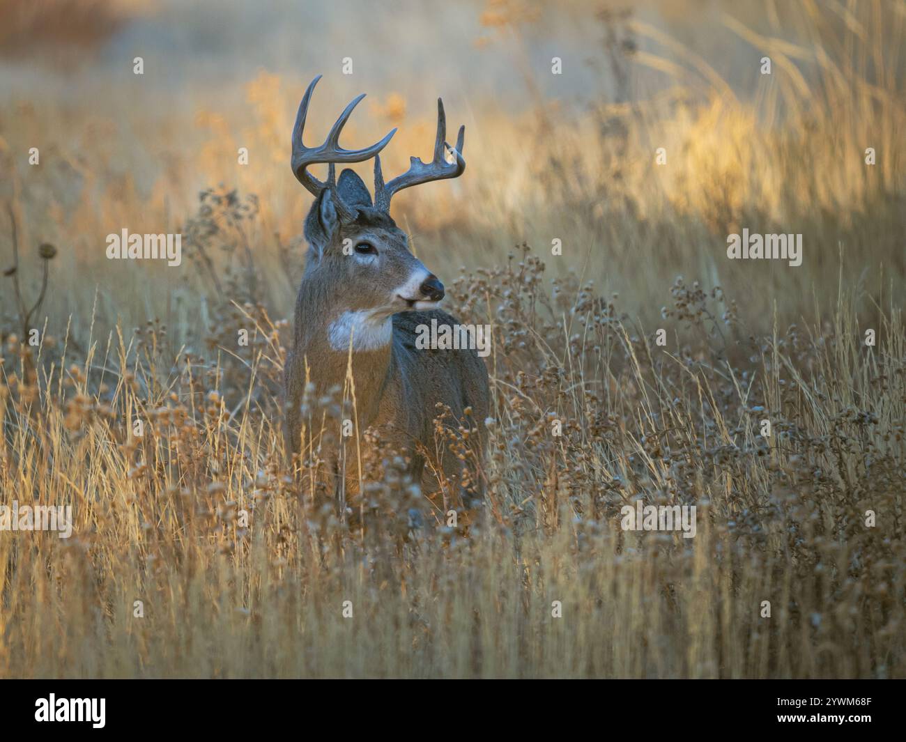 Hiking trophy hi-res stock photography and images - Alamy