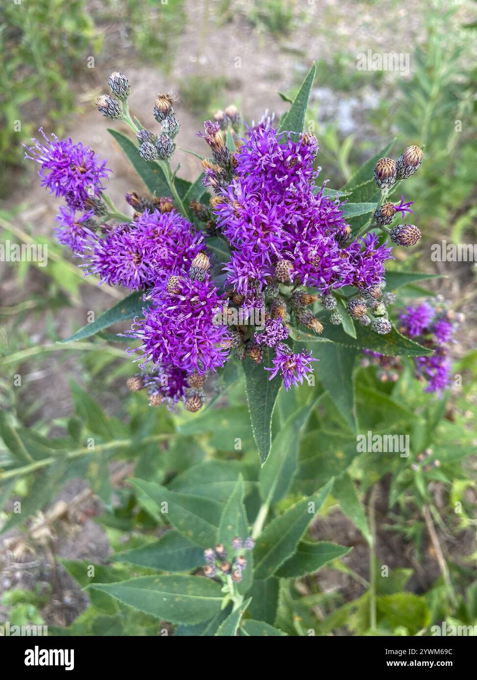 Western Ironweed (Vernonia baldwinii Stock Photo - Alamy