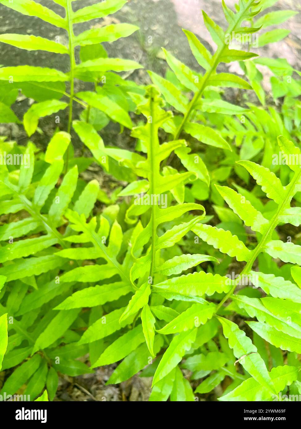 netted chain fern (Woodwardia areolata Stock Photo - Alamy