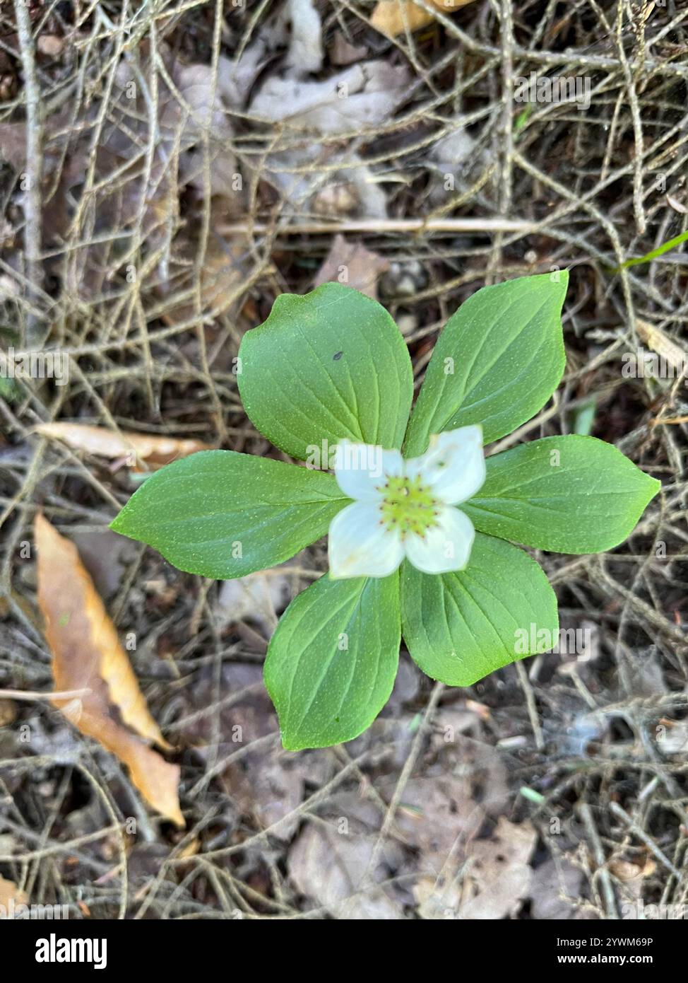 Canadian bunchberry (Cornus canadensis Stock Photo - Alamy