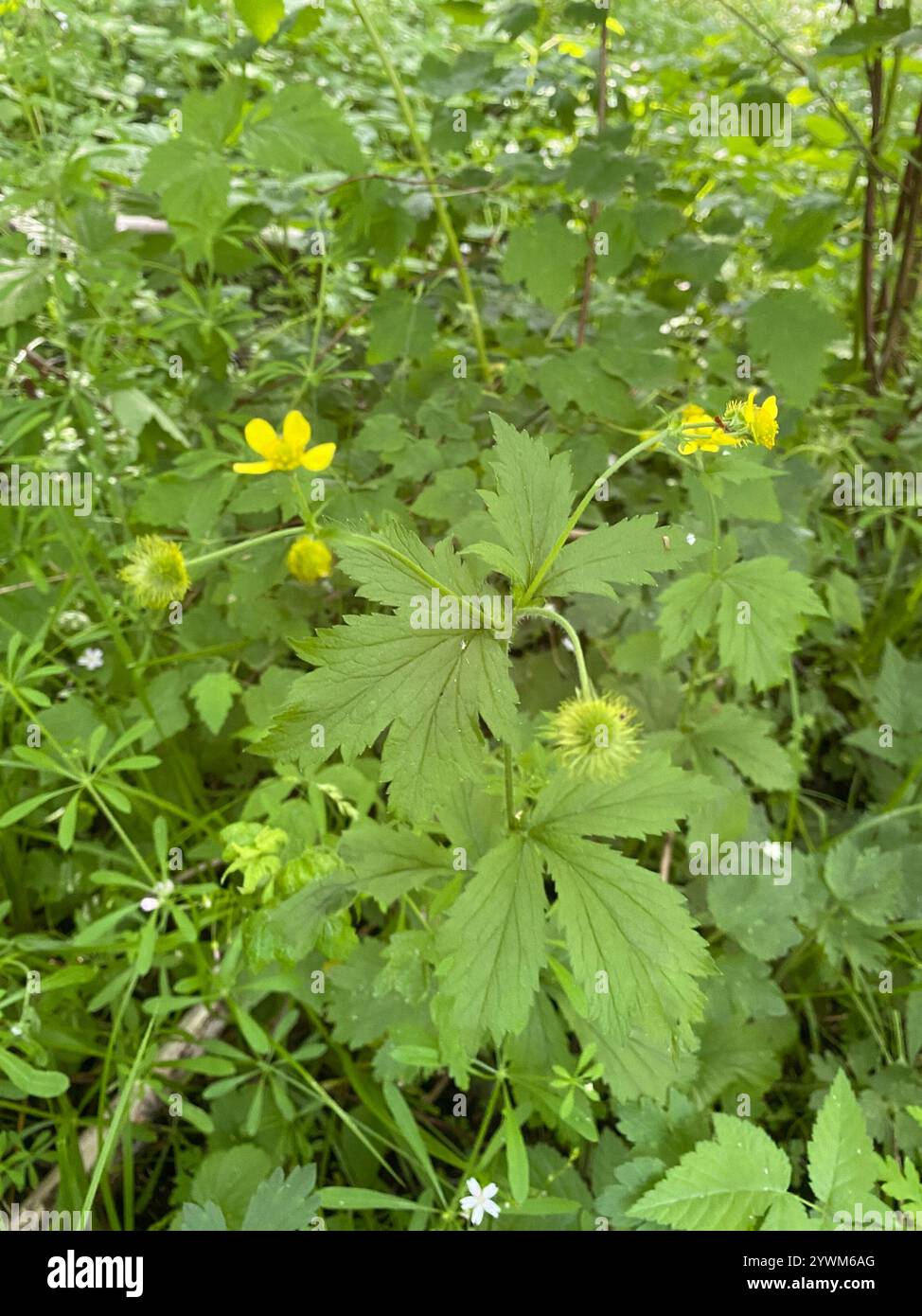 Large-leaved Avens (Geum macrophyllum Stock Photo - Alamy