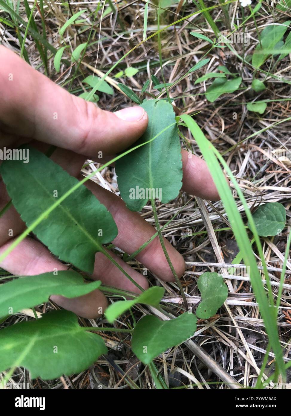 Grassleaf azure aster (Symphyotrichum oolentangiense poaceum Stock ...