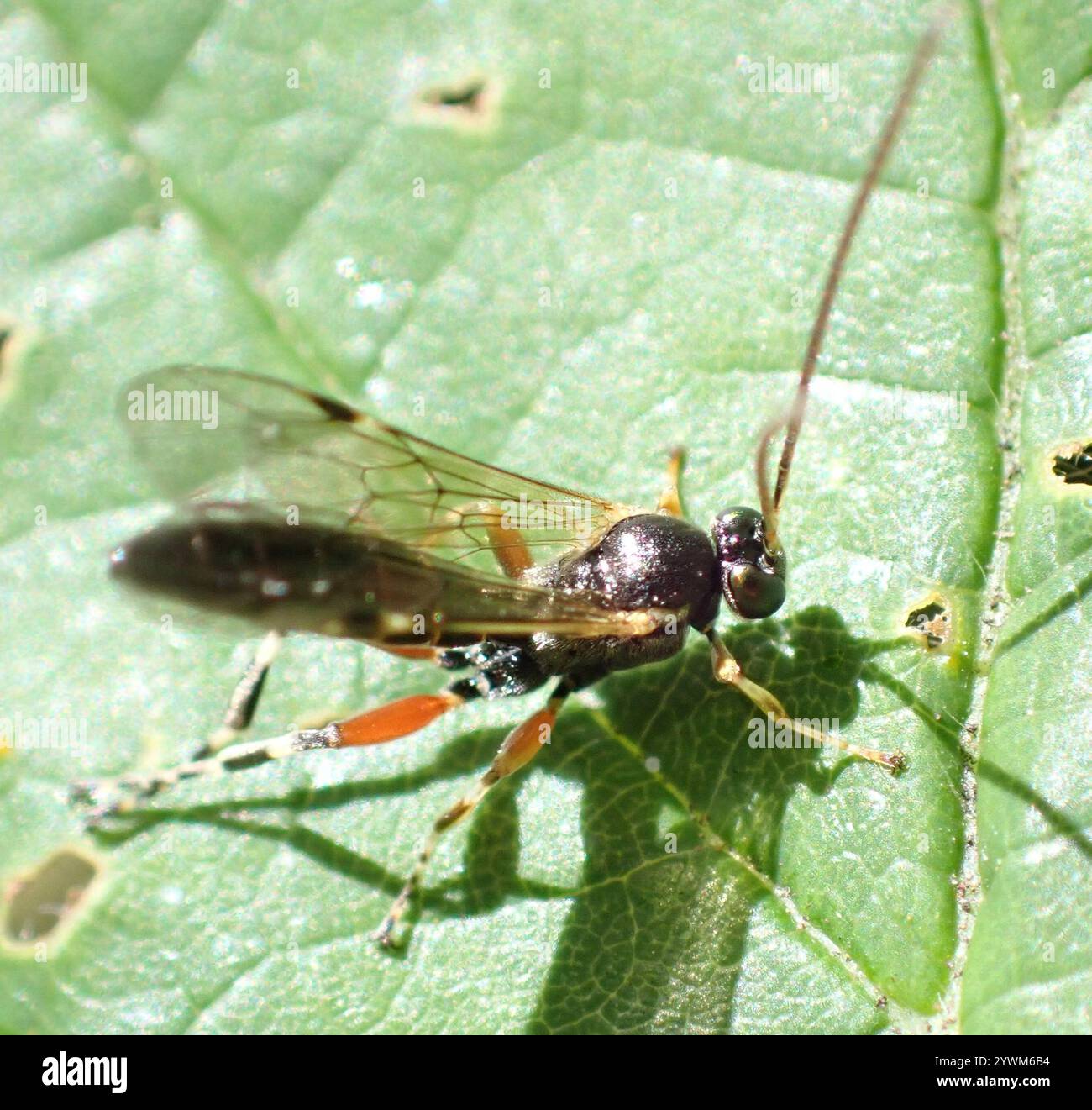 Itoplectis maculator hi-res stock photography and images - Alamy