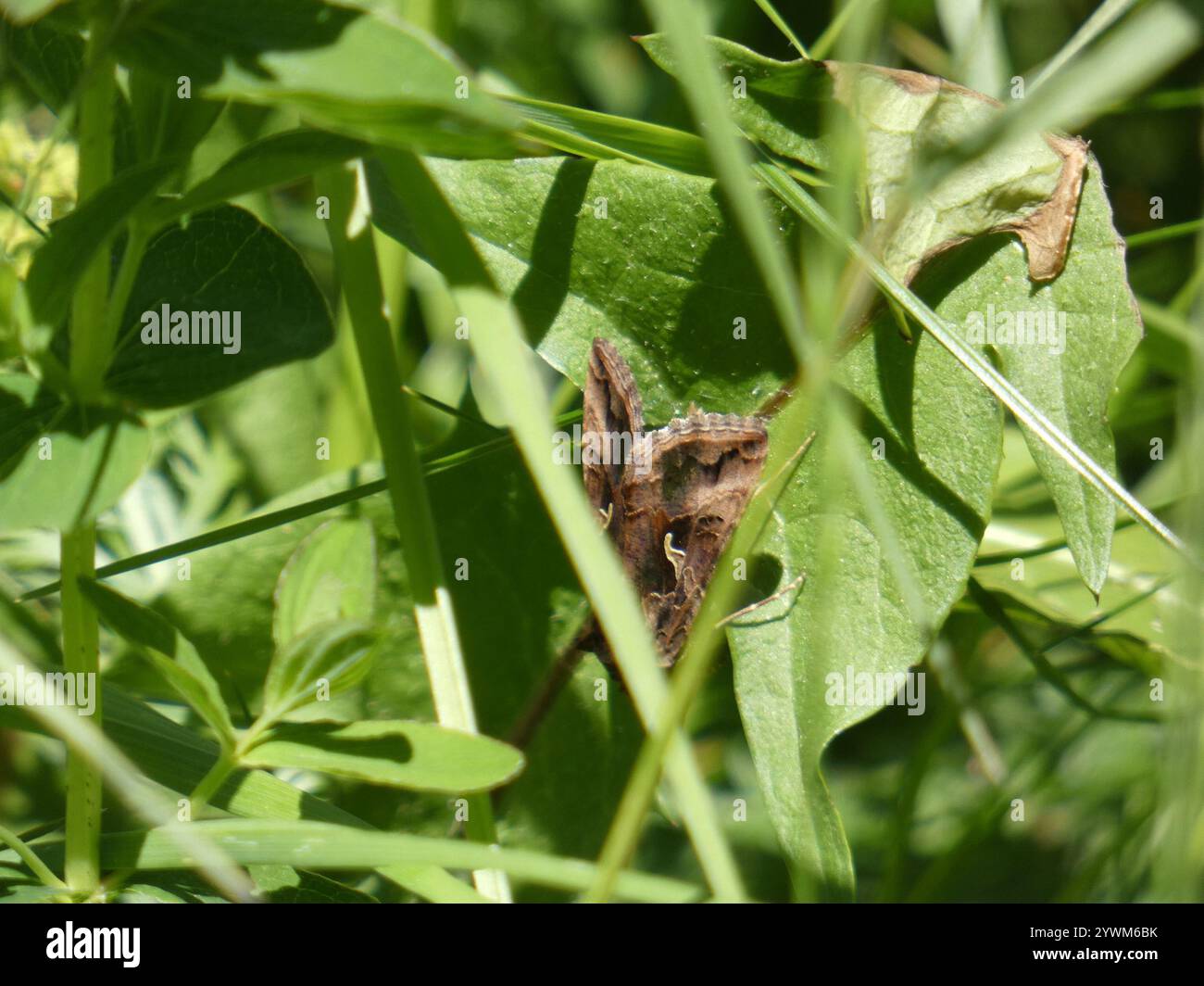 Silver Y (Autographa gamma Stock Photo - Alamy