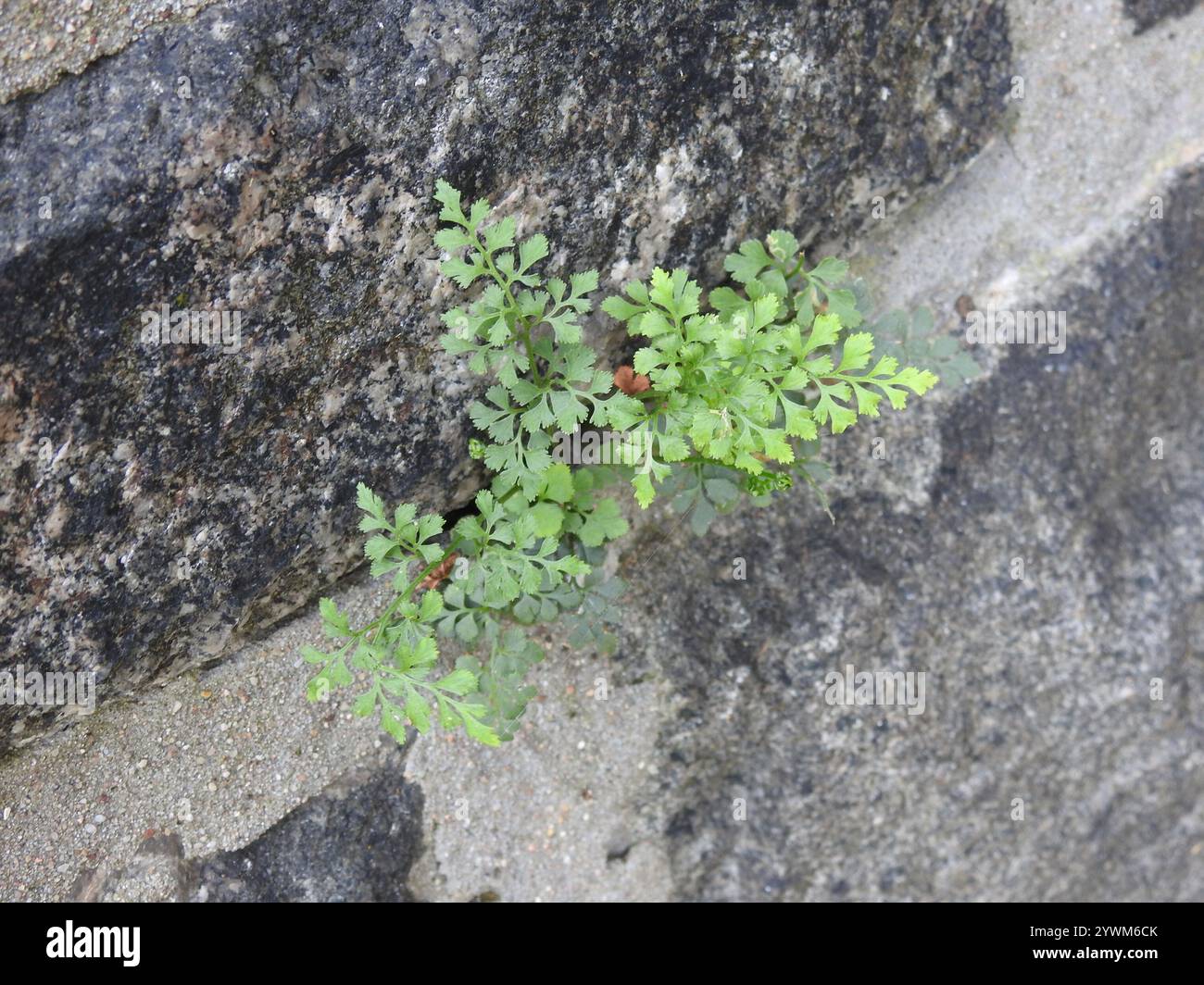 wall-rue (Asplenium ruta-muraria Stock Photo - Alamy