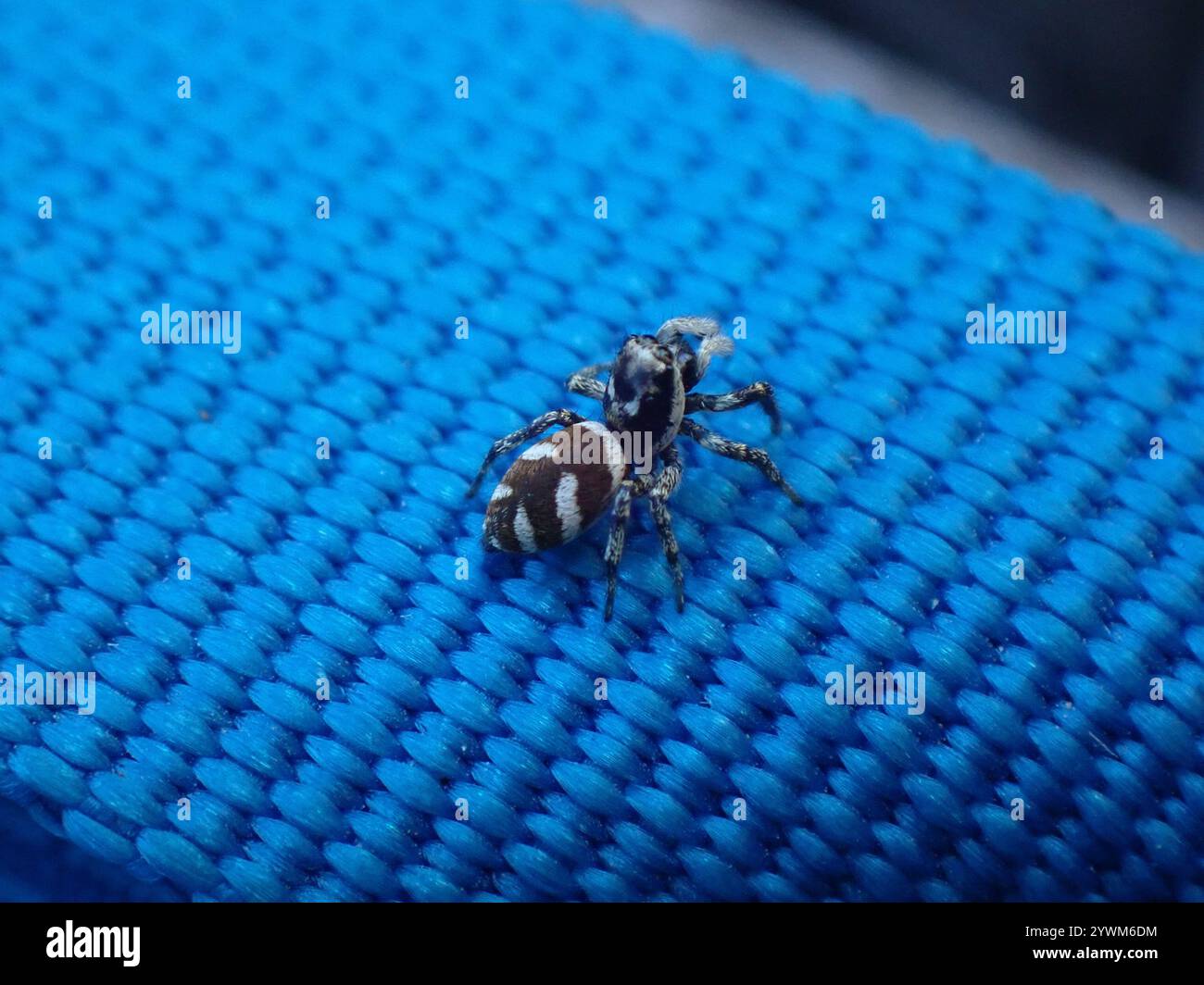Zebra Jumping Spider (Salticus scenicus Stock Photo - Alamy