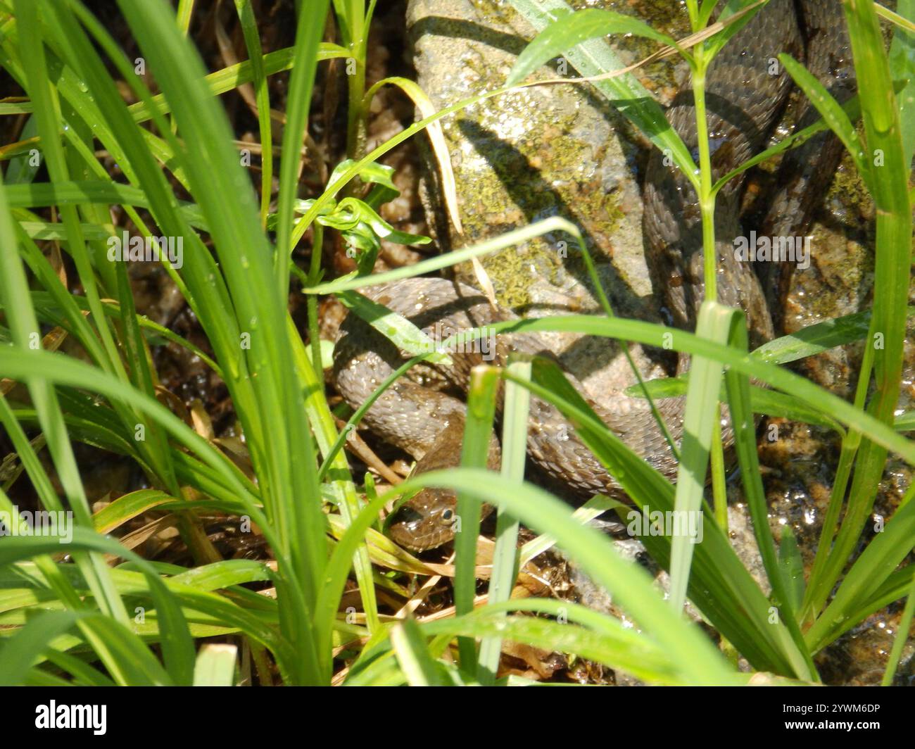 Common Watersnake (Nerodia sipedon Stock Photo - Alamy