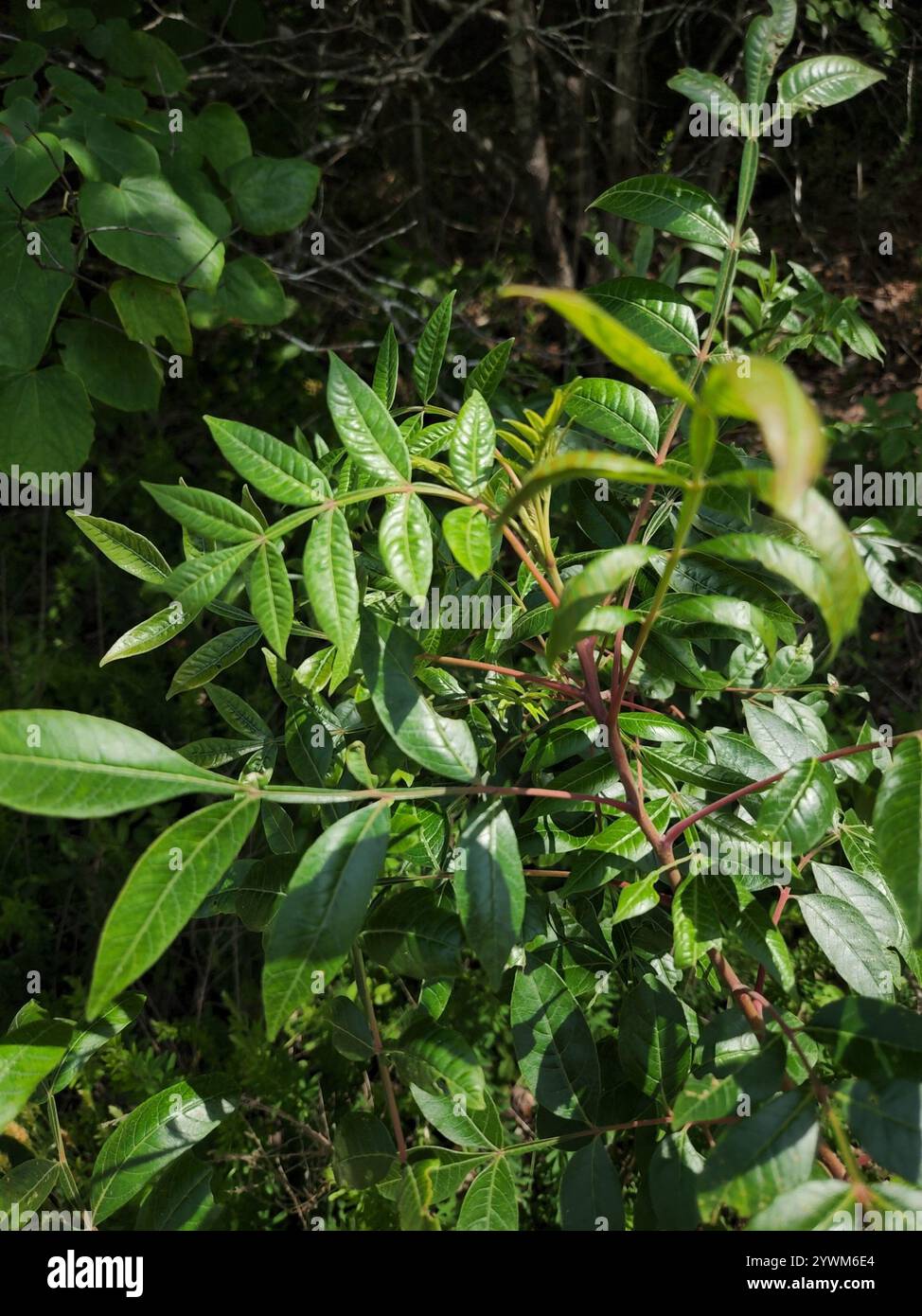 shining sumac (Rhus copallinum Stock Photo - Alamy