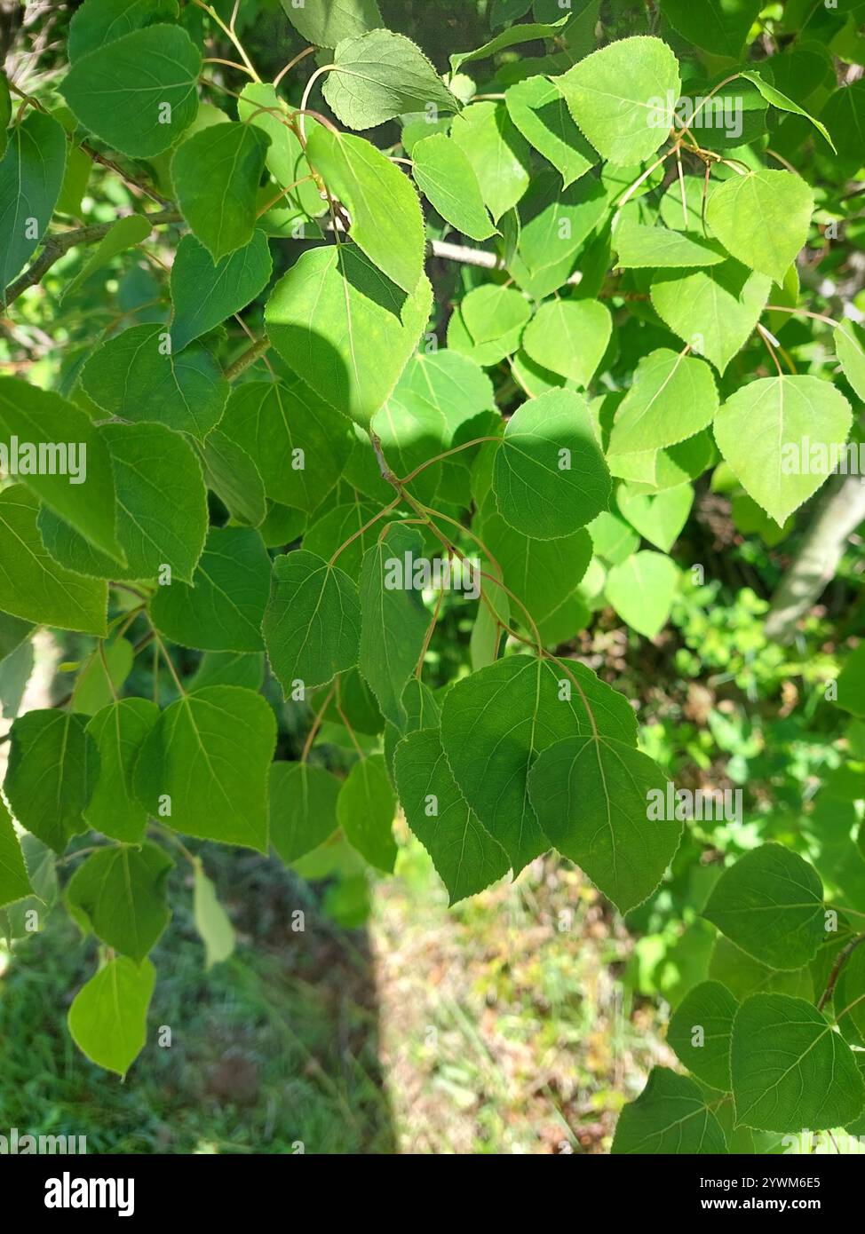 trembling aspen (Populus tremuloides Stock Photo - Alamy