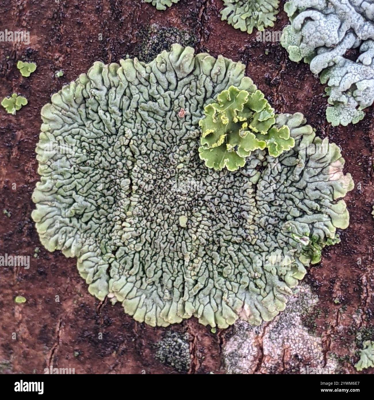 Smooth Shadow-crust Lichen (Hyperphyscia syncolla Stock Photo - Alamy