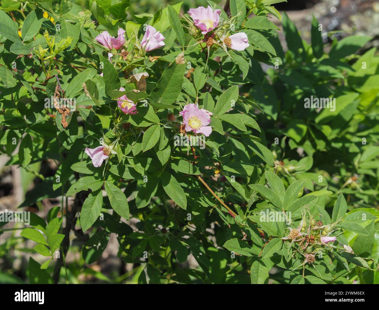 swamp rose (Rosa palustris Stock Photo - Alamy