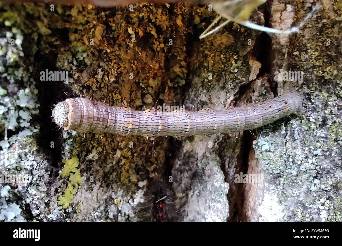 Half-wing Moth (Phigalia titea Stock Photo - Alamy