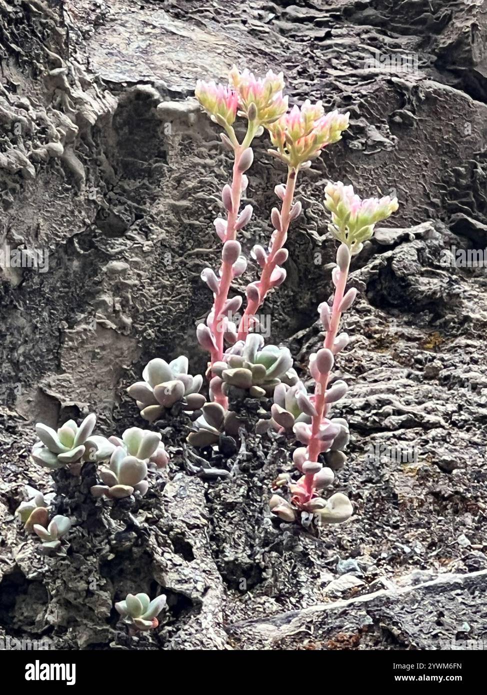 roseflower stonecrop (Sedum laxum Stock Photo - Alamy