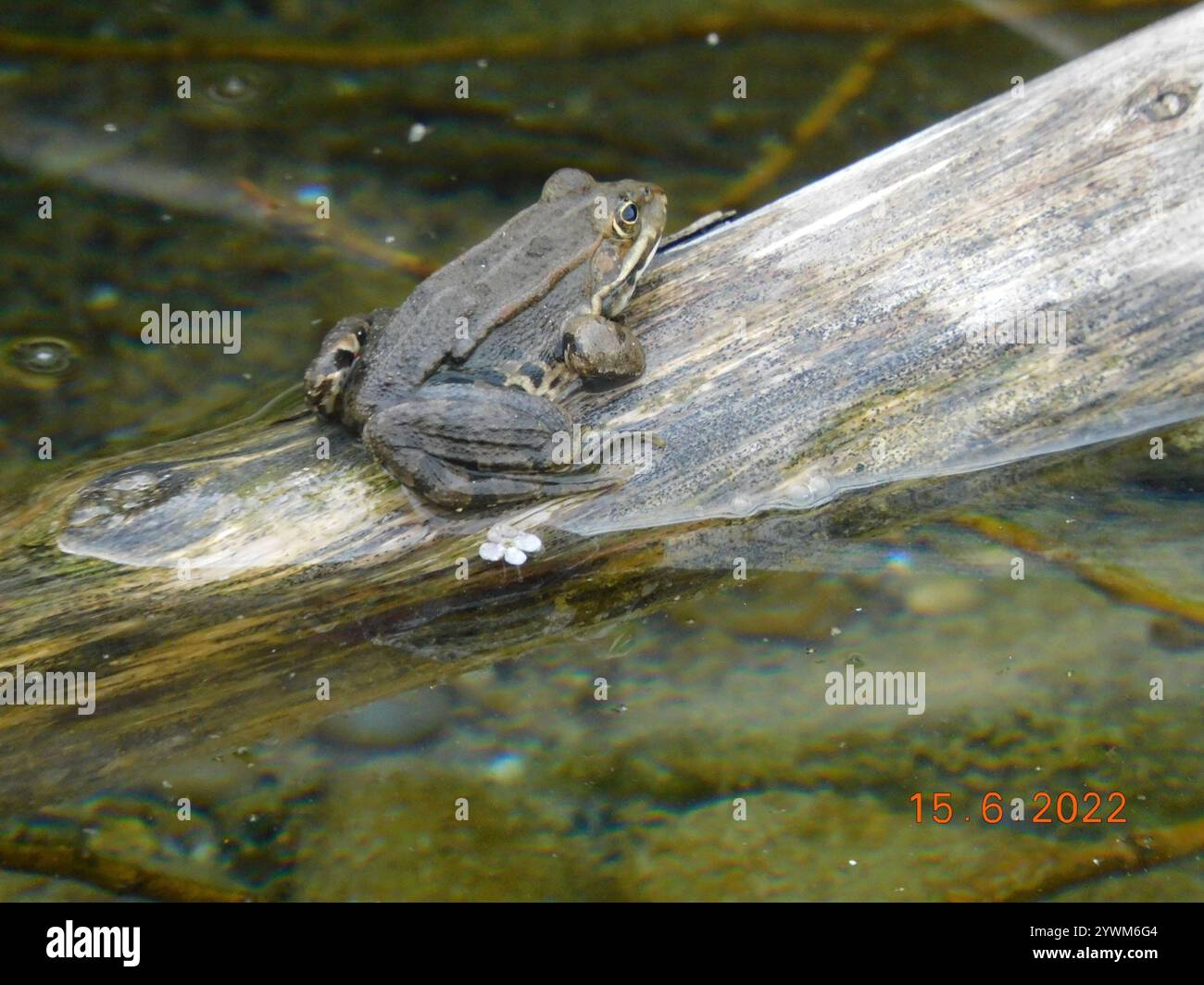Pool frog complex and its kleptons (Pelophylax lessonae Stock Photo - Alamy