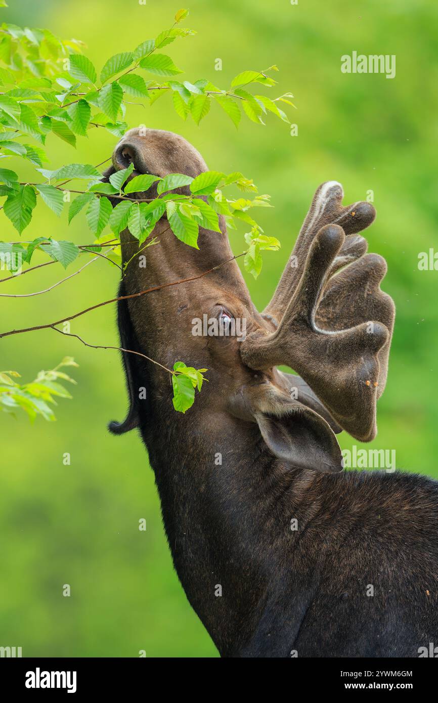 Thick neck cow hi-res stock photography and images - Alamy