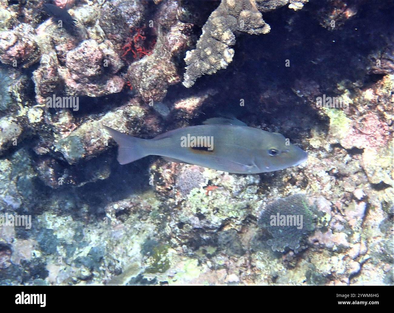 Thumbprint Emperor (Lethrinus harak Stock Photo - Alamy