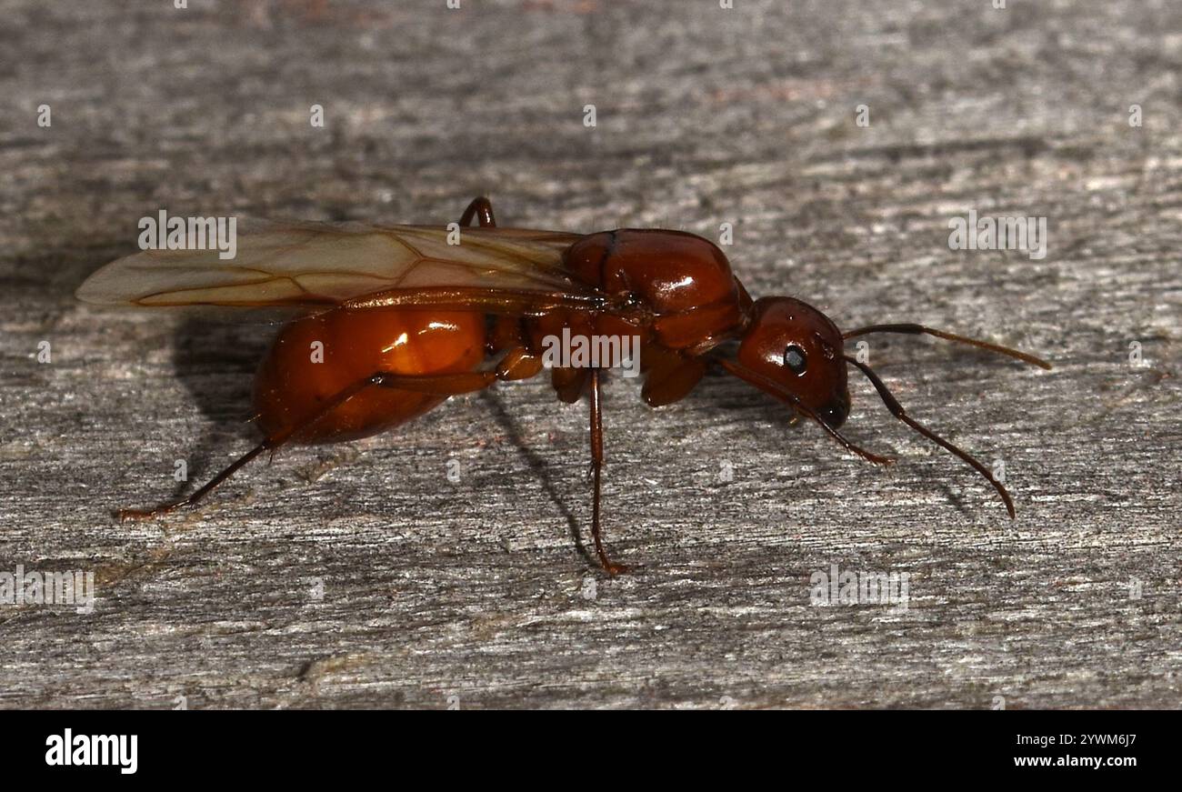 Chestnut Carpenter Ant (Camponotus castaneus Stock Photo - Alamy