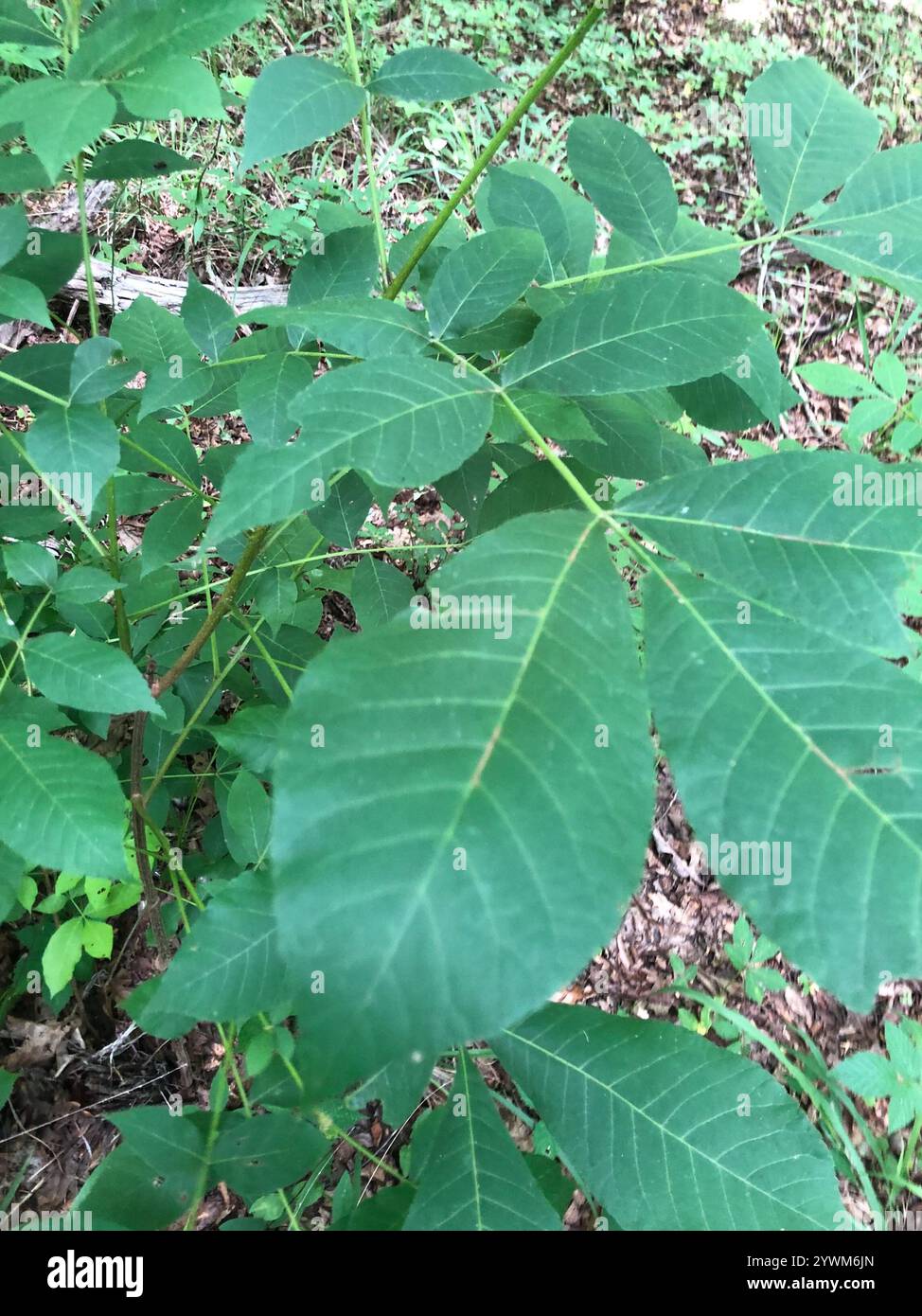 Shellbark Hickory (Carya laciniosa Stock Photo - Alamy