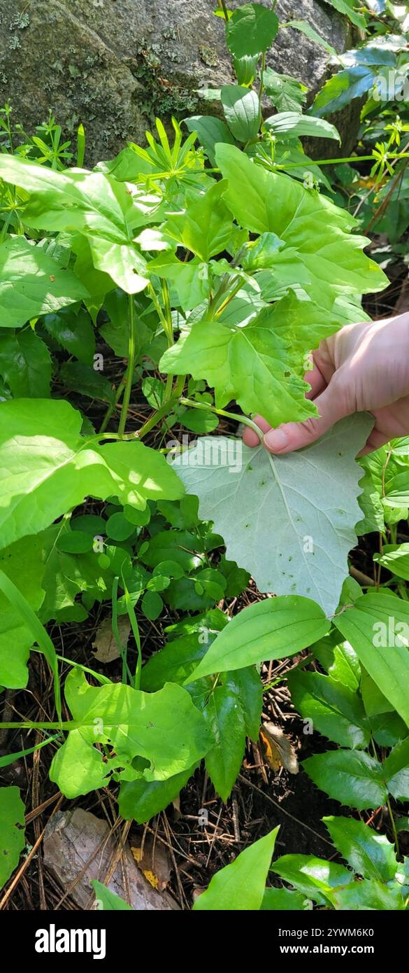 American trailplant hi-res stock photography and images - Alamy