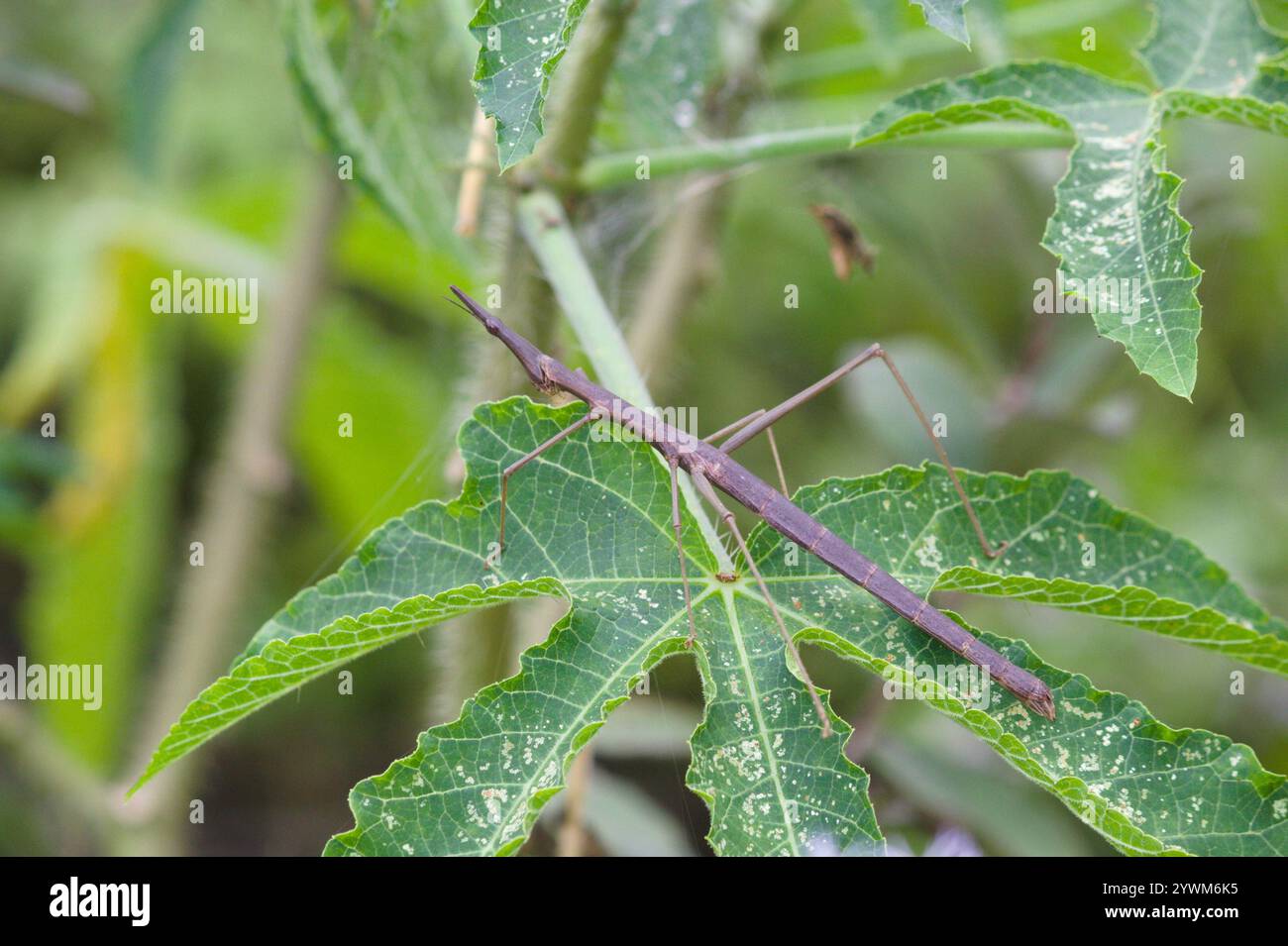 Neotropical Stick Grasshoppers (Proscopiidae Stock Photo - Alamy