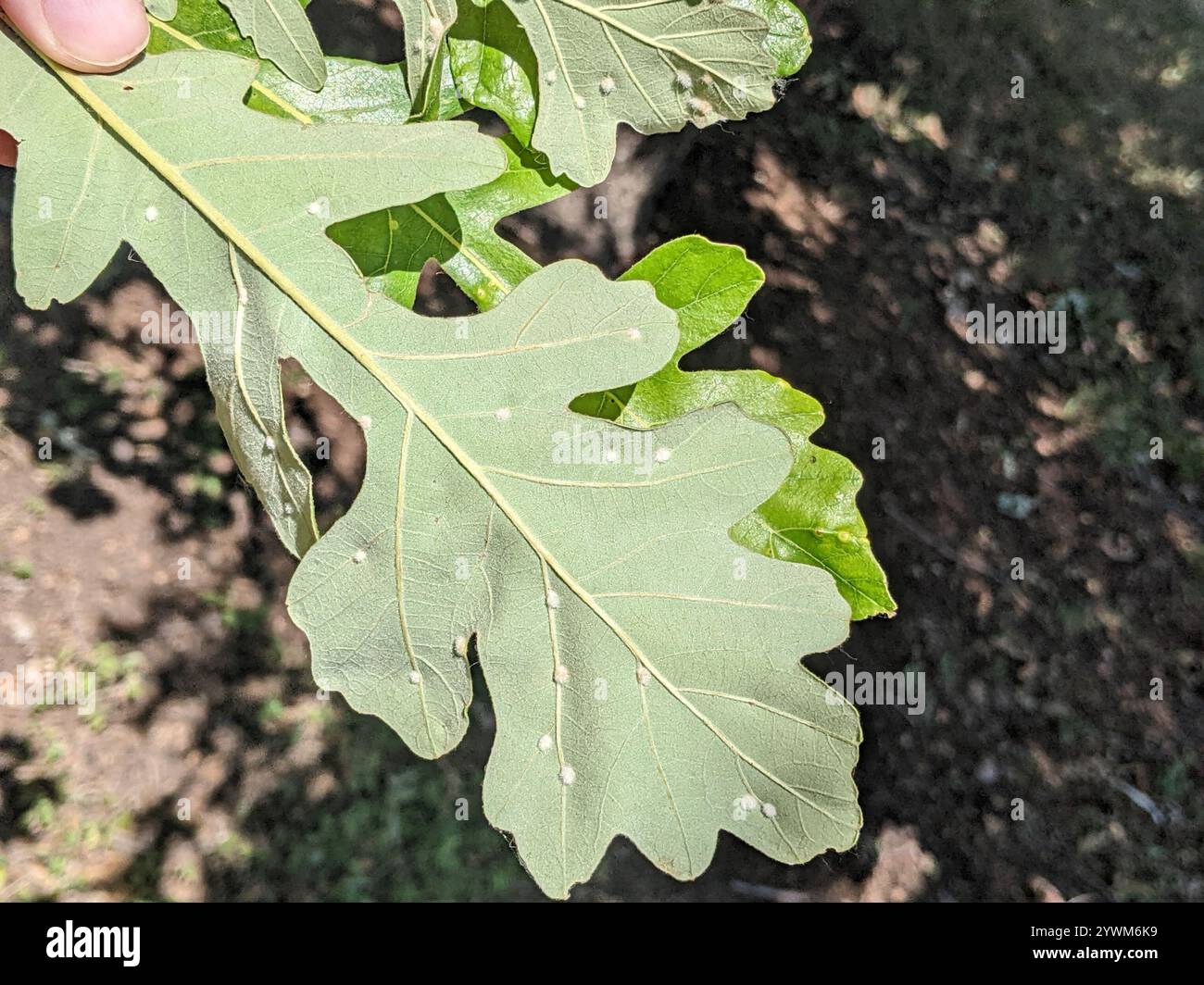 oak flake gall wasp (Neuroterus quercusverrucarum Stock Photo - Alamy