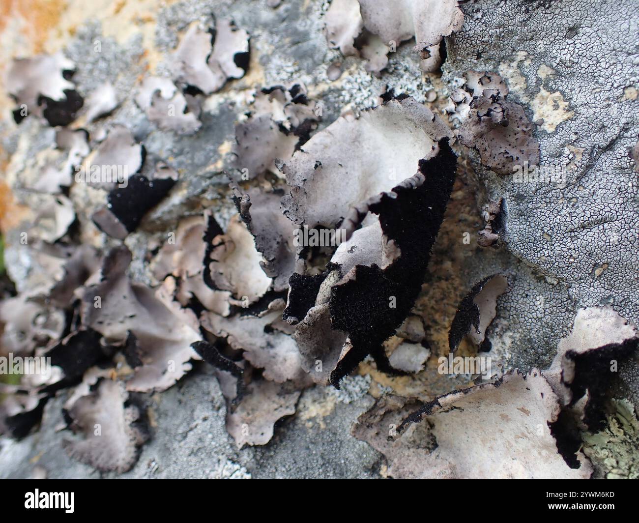 Frosted Rock Tripe (Umbilicaria americana Stock Photo - Alamy