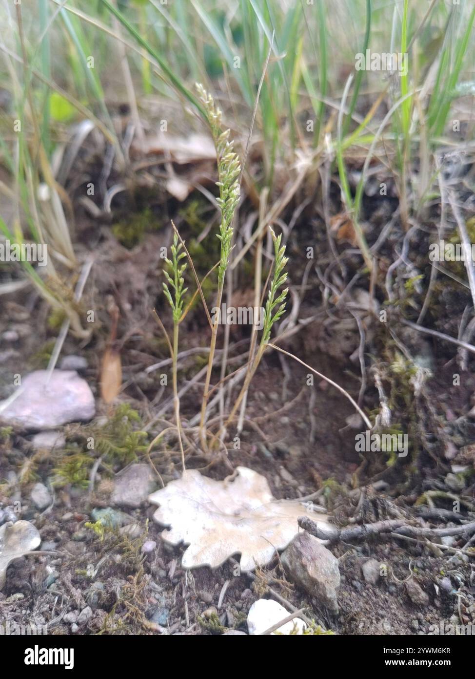 Fern-grass (Catapodium rigidum Stock Photo - Alamy