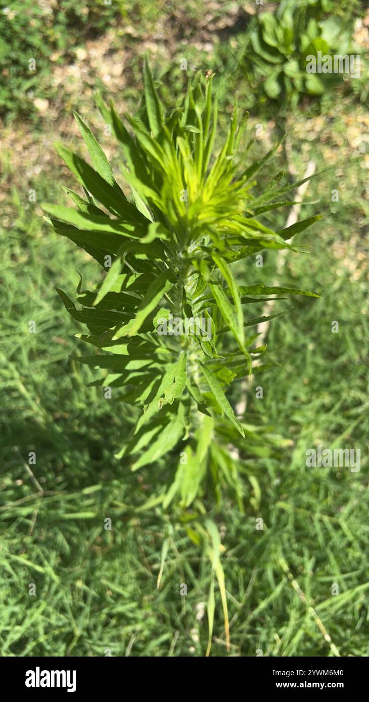 horseweed (Erigeron canadensis Stock Photo - Alamy