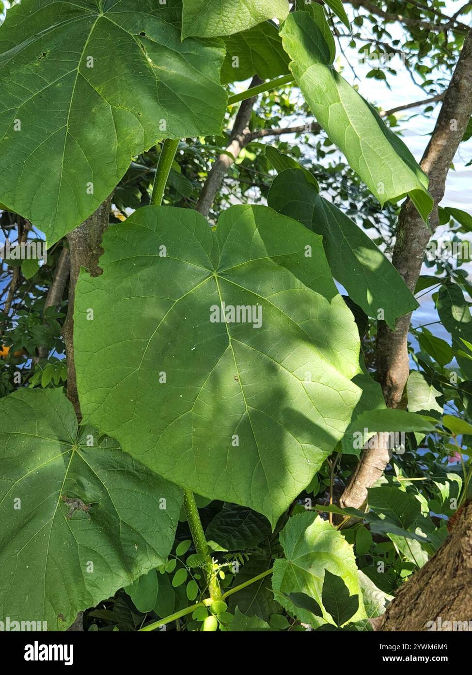 princess tree (Paulownia tomentosa Stock Photo - Alamy