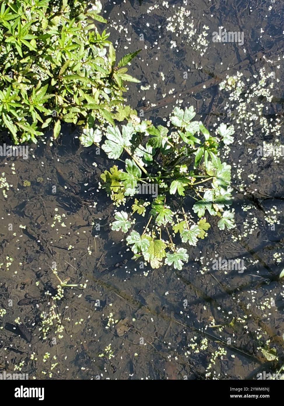 cursed crowfoot (Ranunculus sceleratus Stock Photo - Alamy