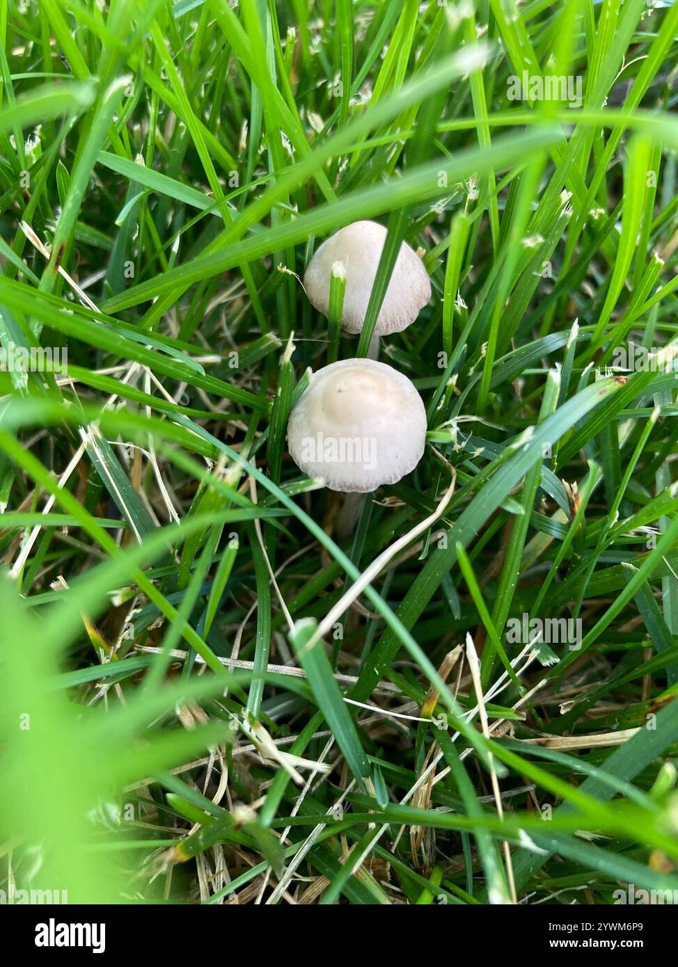 Mower's Mushroom (Panaeolus foenisecii Stock Photo - Alamy
