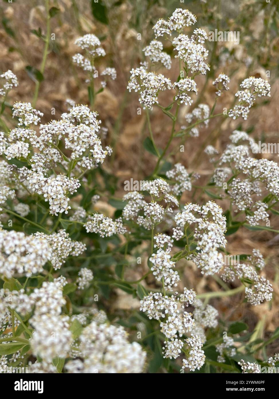 broadleaved pepperweed (Lepidium latifolium Stock Photo - Alamy
