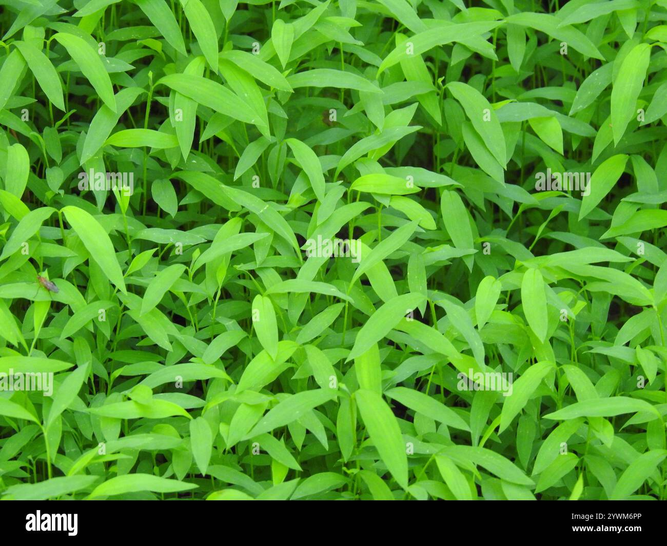 Japanese stiltgrass (Microstegium vimineum Stock Photo - Alamy