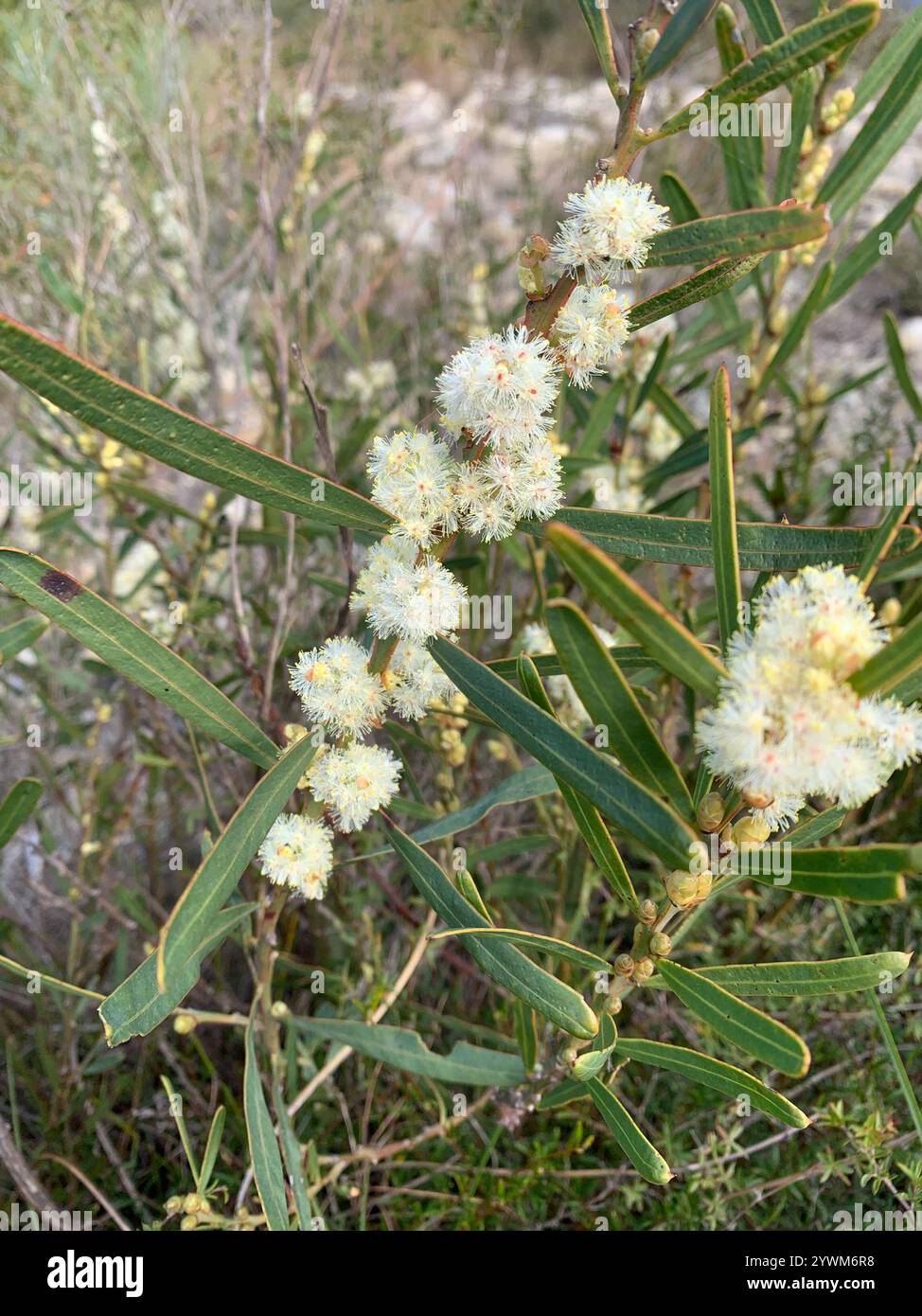 Sweet Wattle (Acacia suaveolens Stock Photo - Alamy