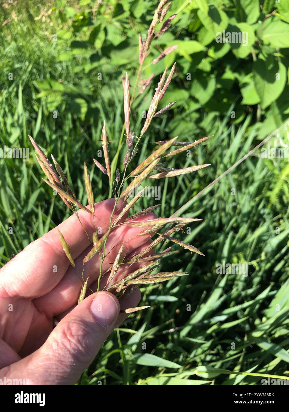 Smooth Brome (Bromus inermis Stock Photo - Alamy